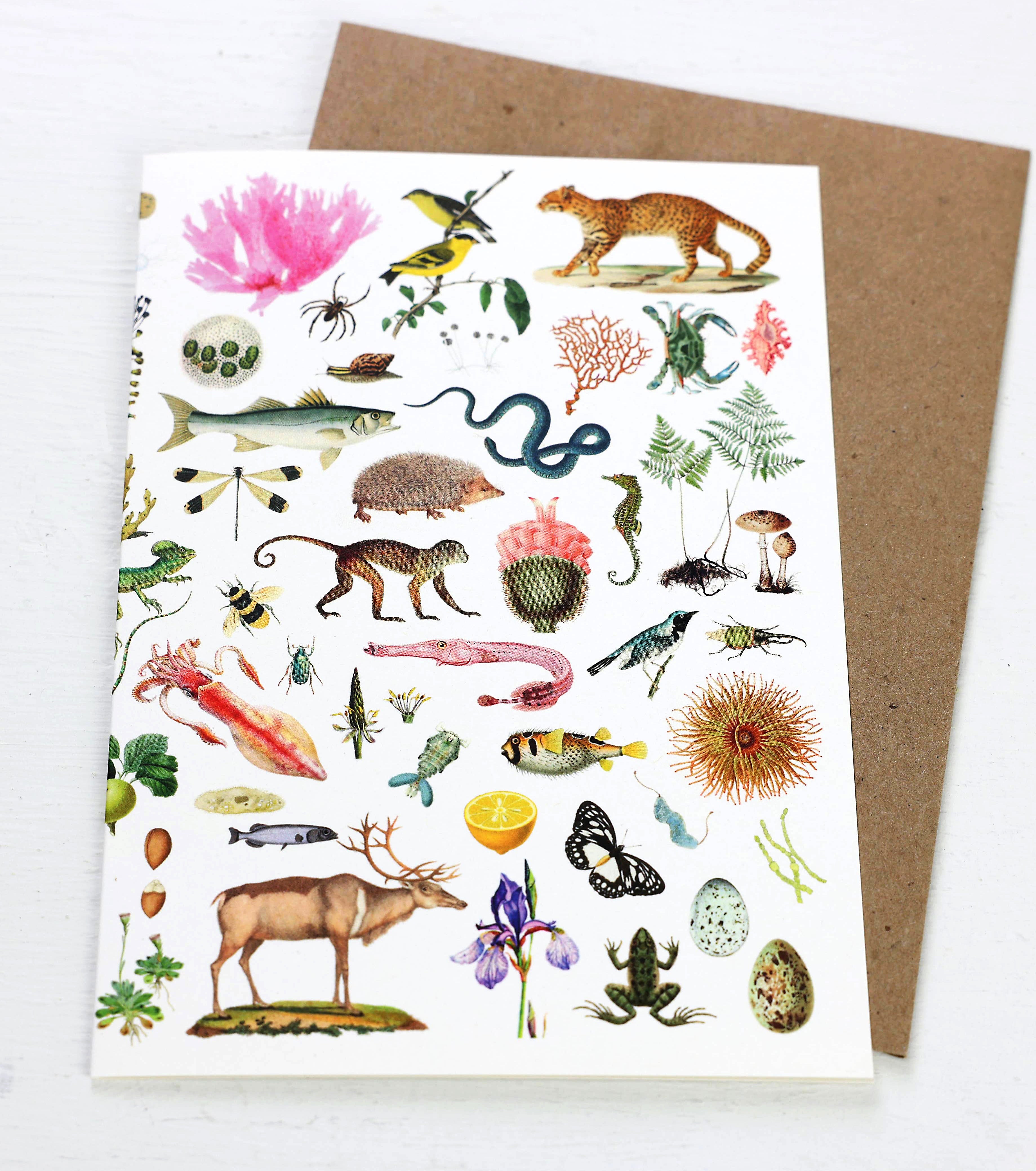 History of Biodiversity Blank Card – Allport Editions