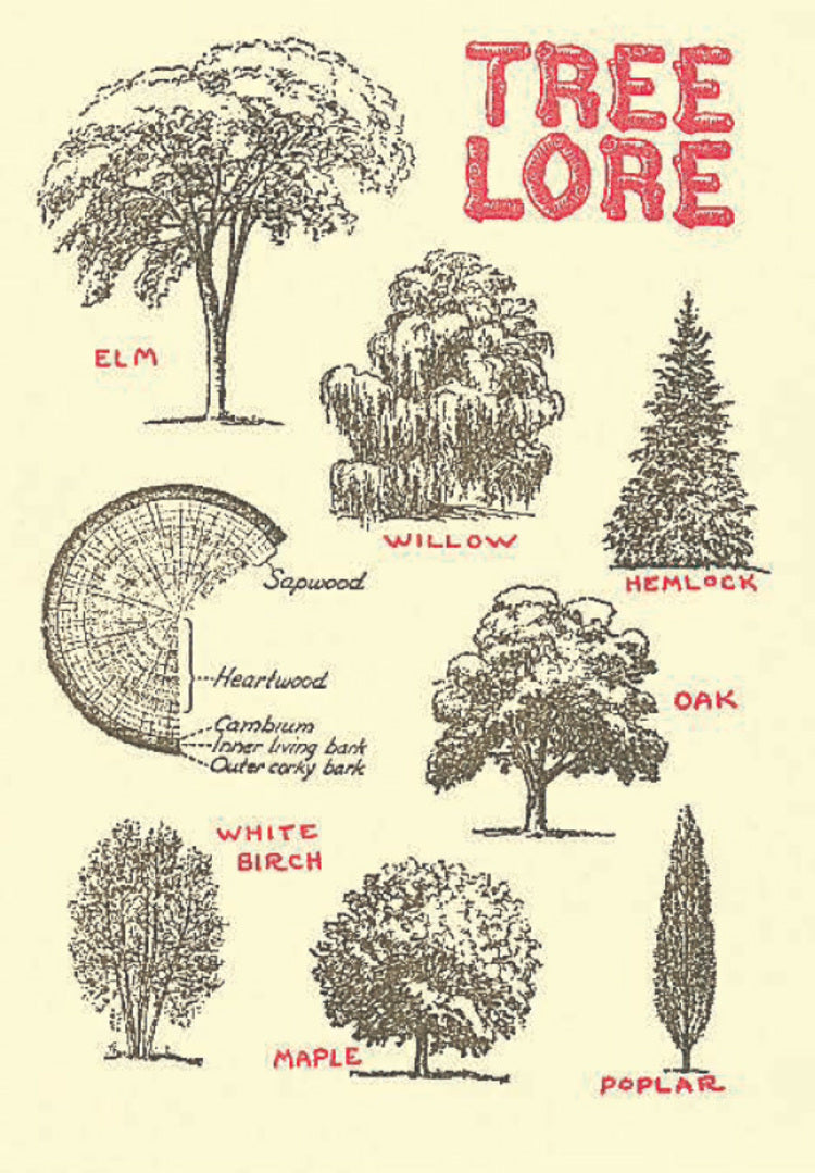 Tree Lore – Allport Editions